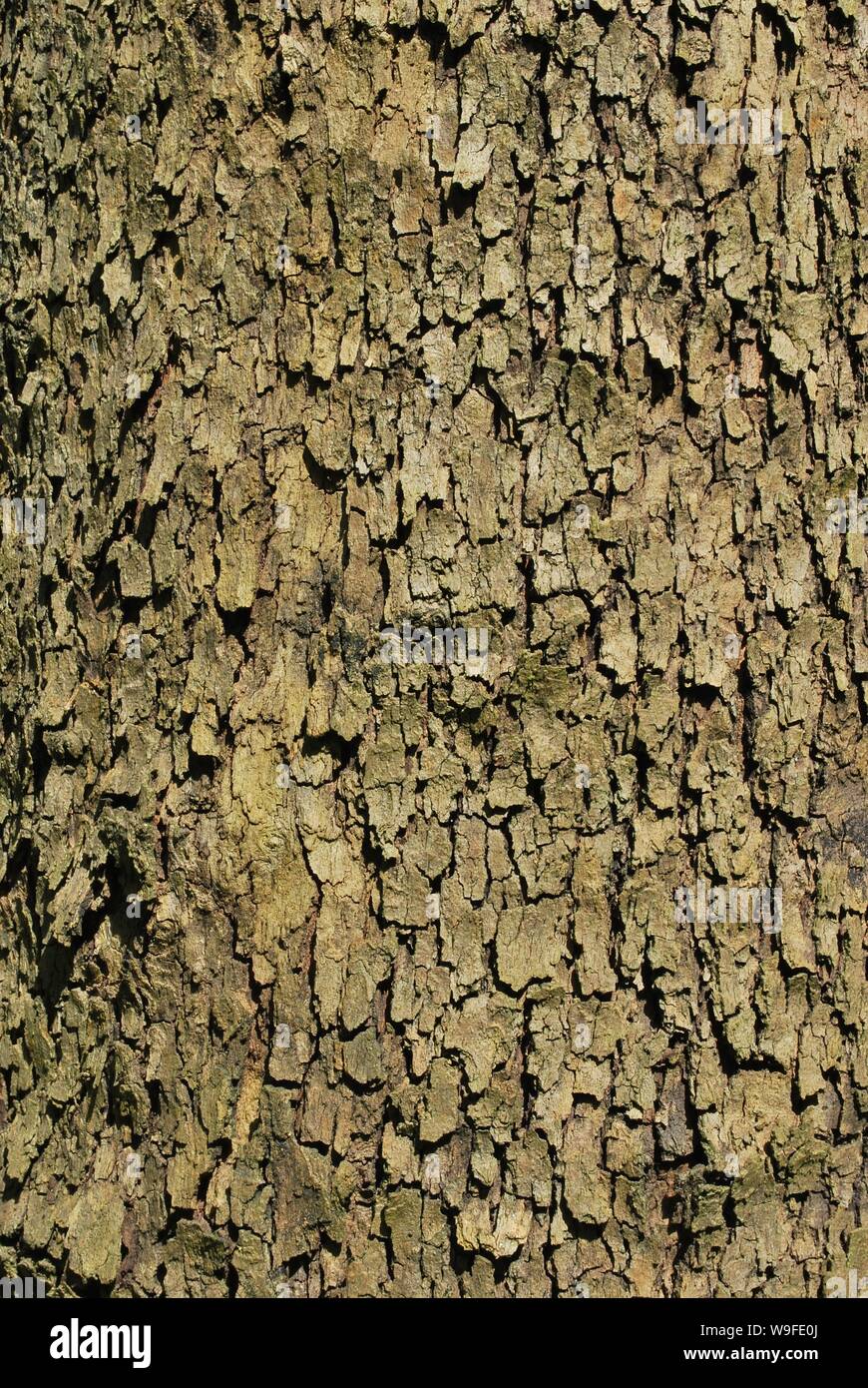 Tree cortex hi-res stock photography and images - Alamy