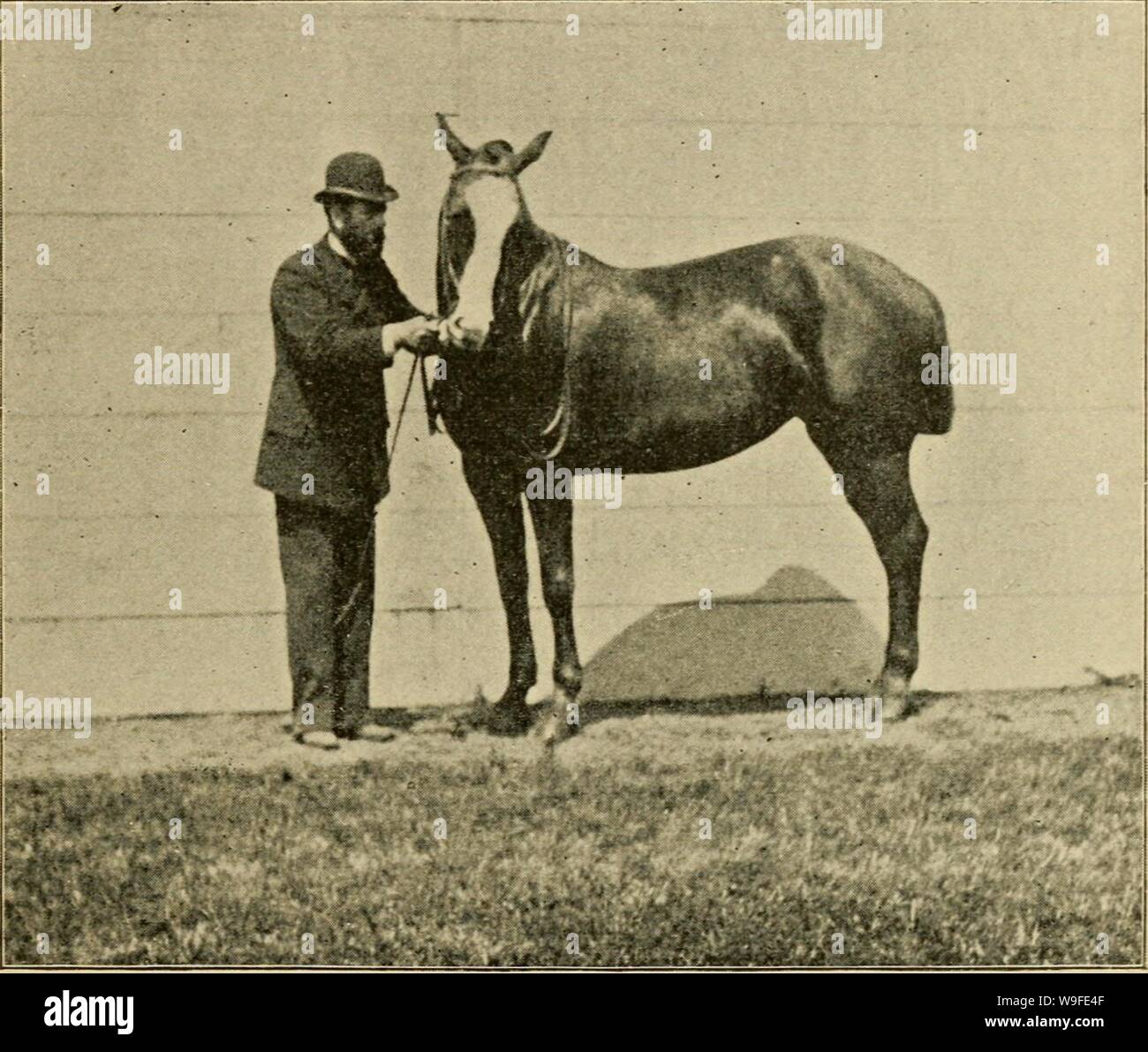 Horse trot up bucking hi-res stock photography and images - Alamy