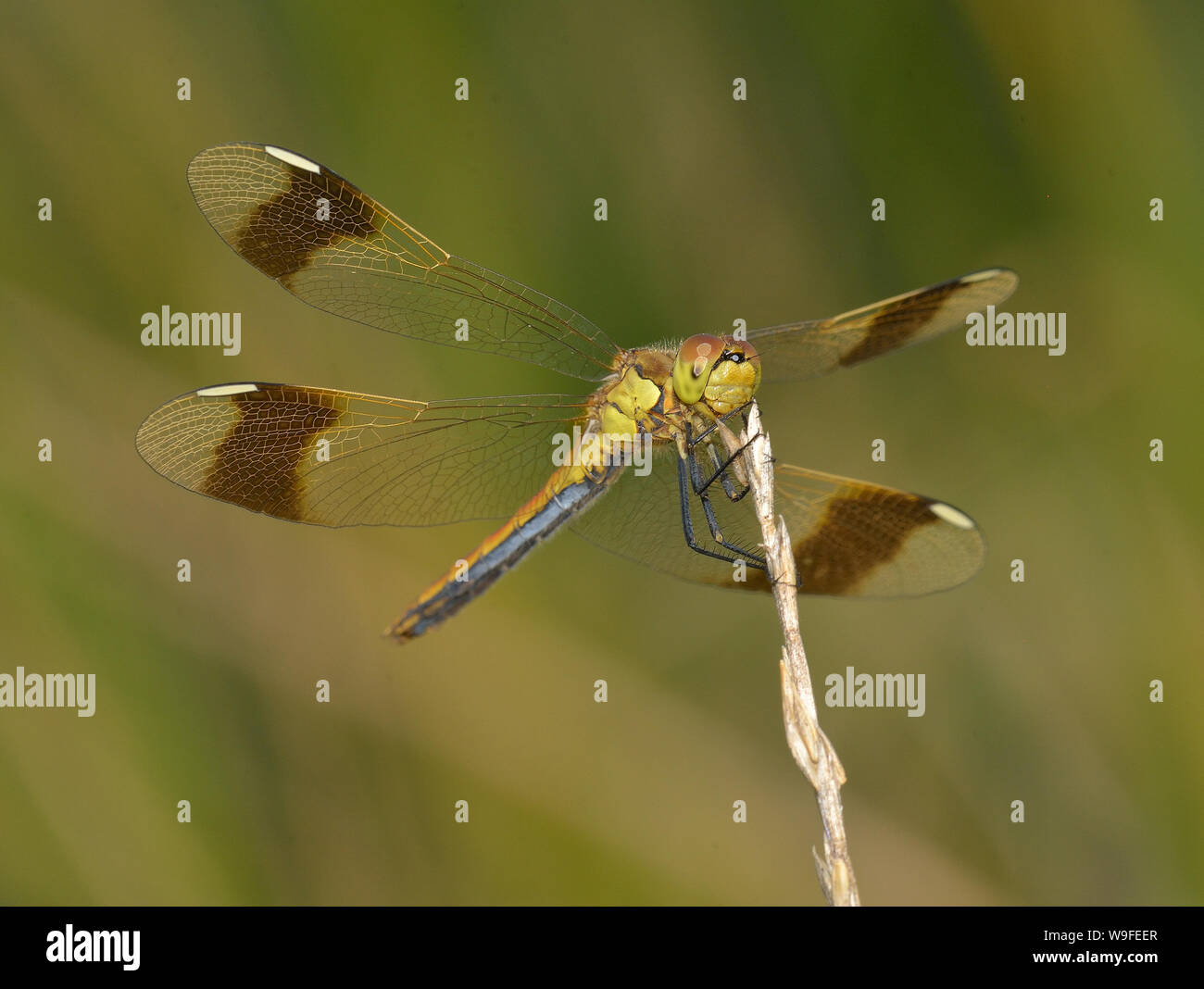 Odonata firthfoto hi-res stock photography and images - Alamy