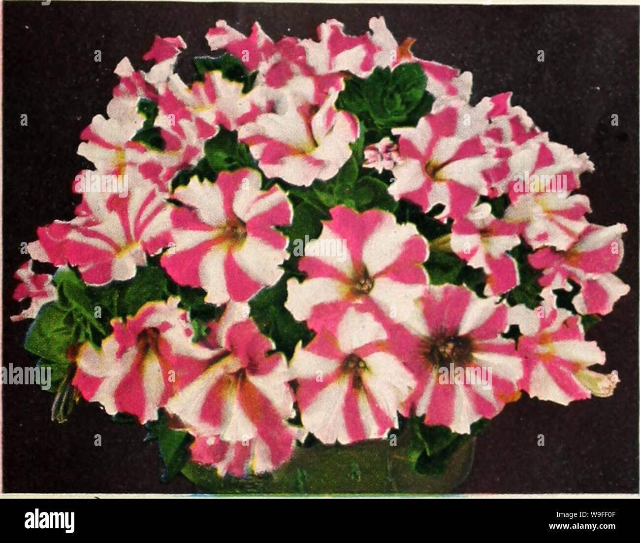 Dwarf petunia hi-res stock photography and images - Alamy