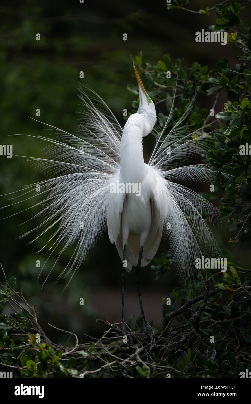 A great white egret in Florida Stock Photo - Alamy