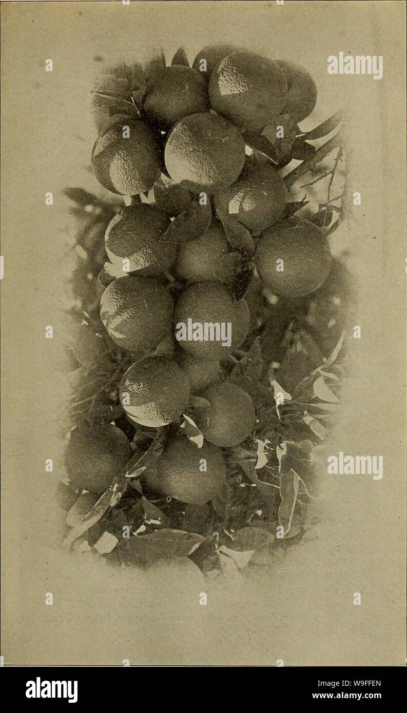 Culture citrus in california 1900 hi-res stock photography and images ...