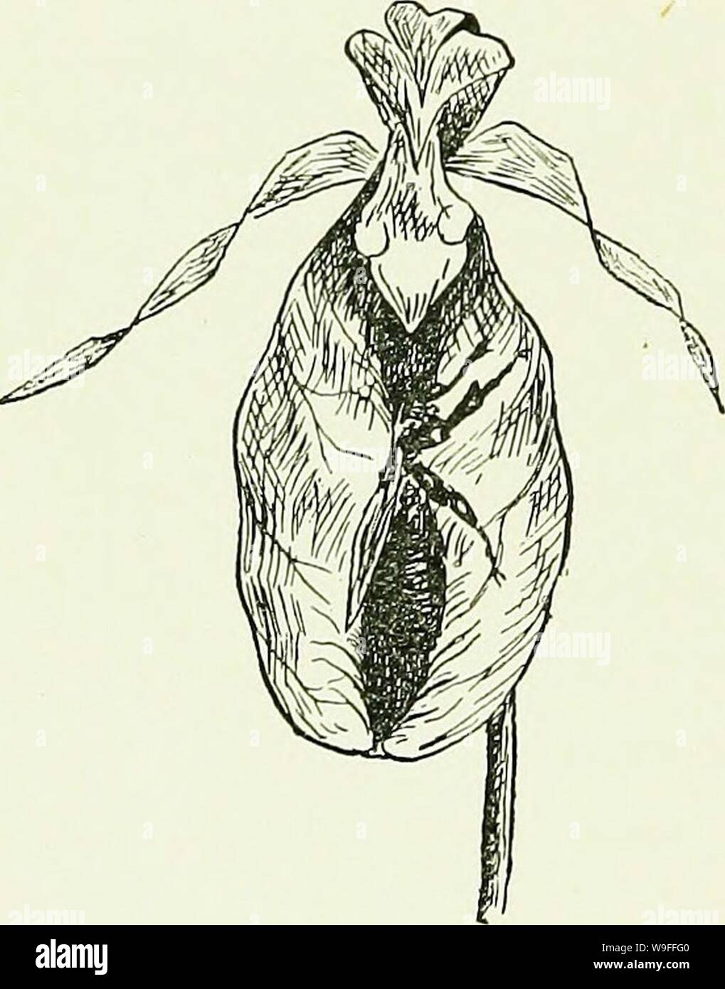 Archive image from page 37 of The honey-makers (1899 Stock Photo - Alamy