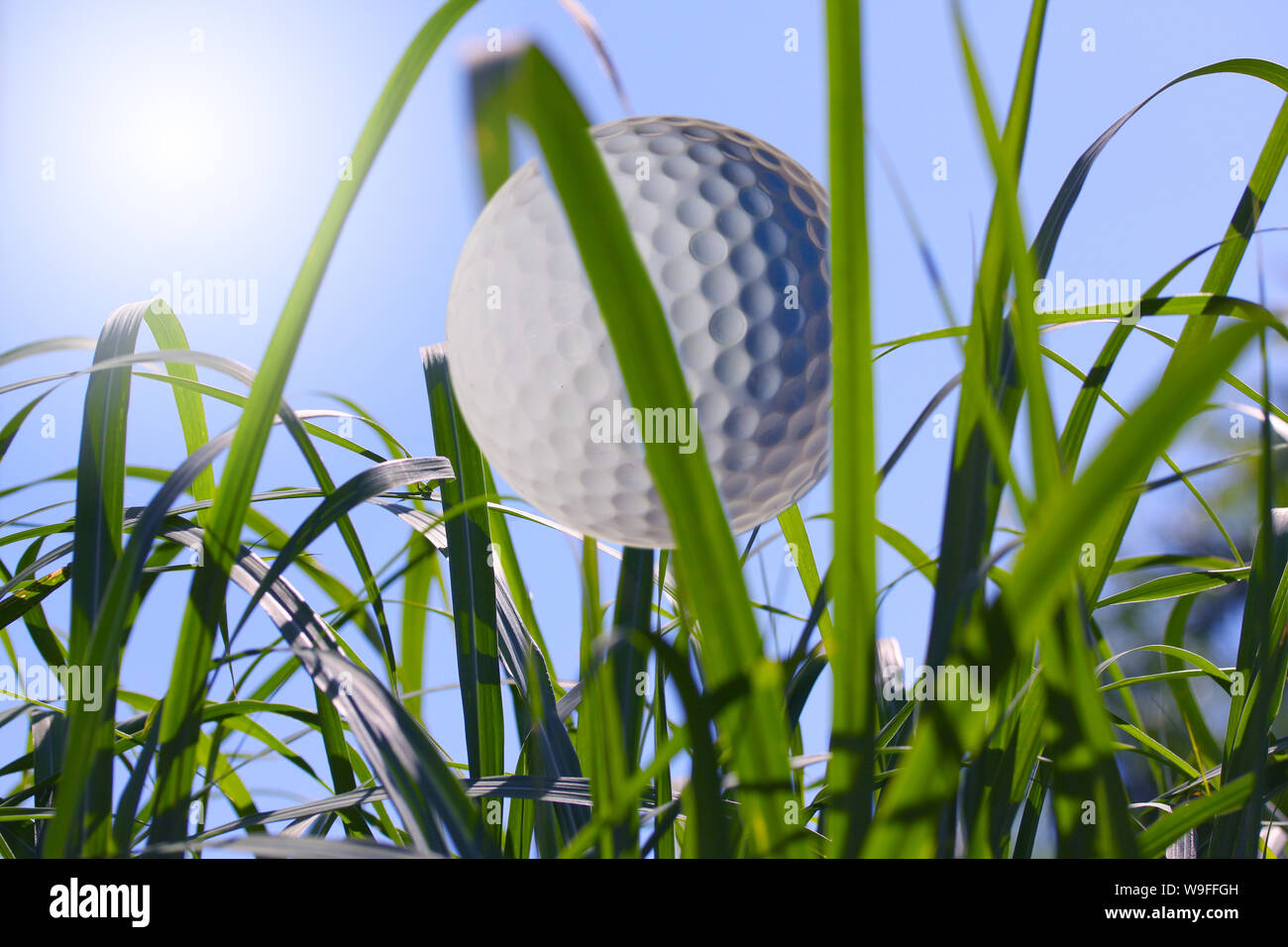 Golf ball in close up flying through high rough grass leaves with a ...