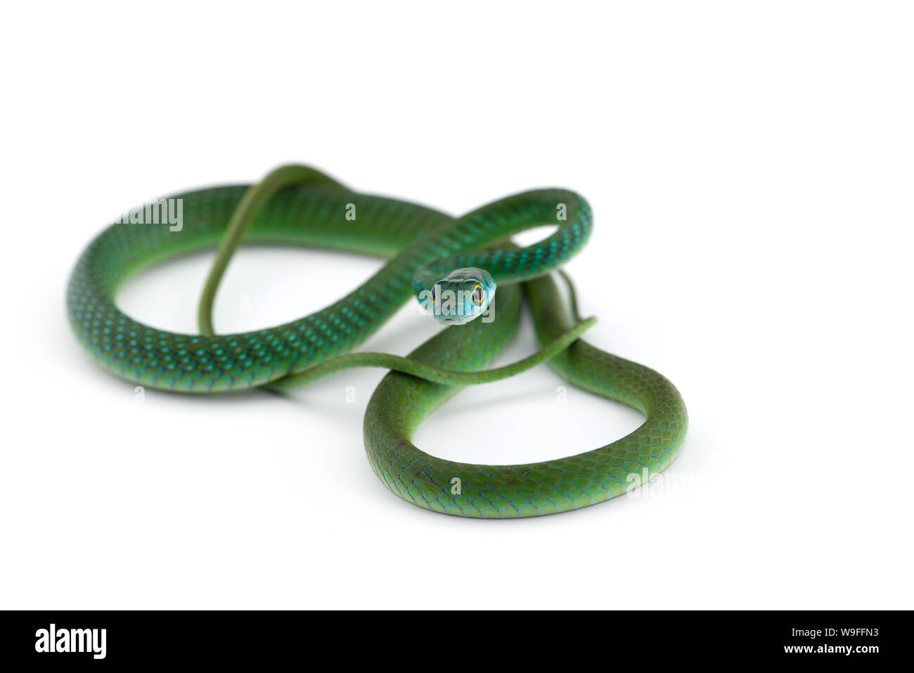 Northern Green Bush Snake isolated on white background Stock Photo - Alamy