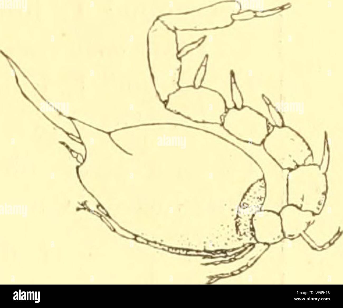 Laterally compressed hi-res stock photography and images - Alamy