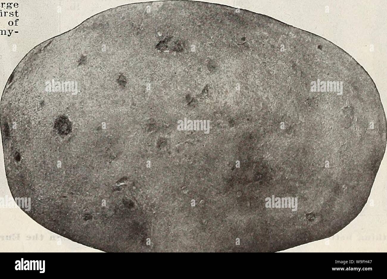 British queen potato hi-res stock photography and images - Alamy