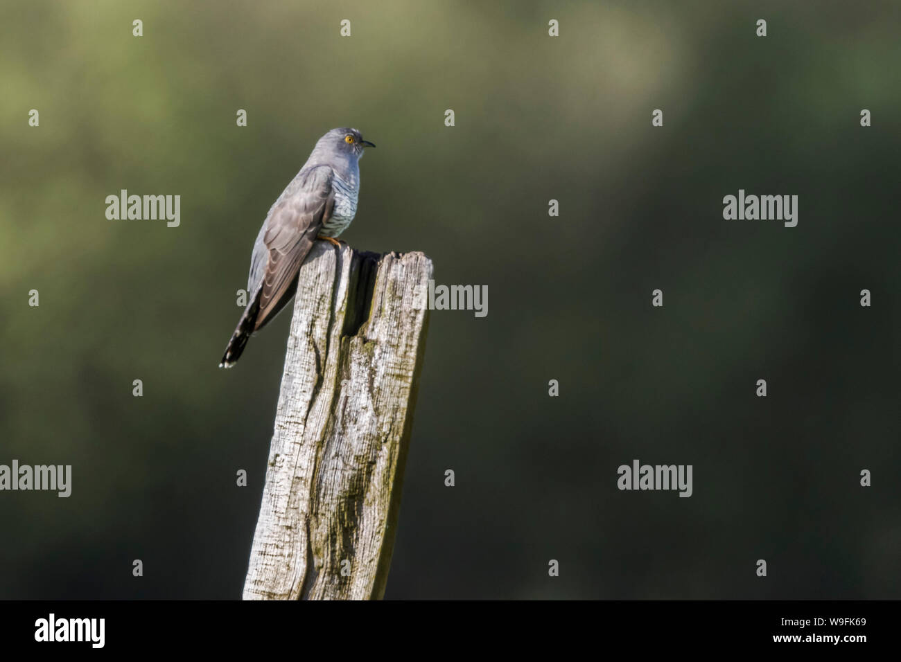 Saarpfalz Kreis High Resolution Stock Photography and Images - Alamy