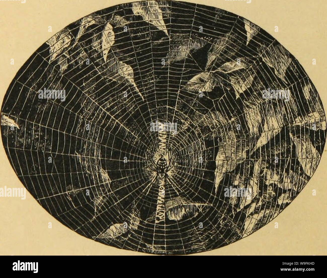 Spiders illustrations hi-res stock photography and images - Alamy