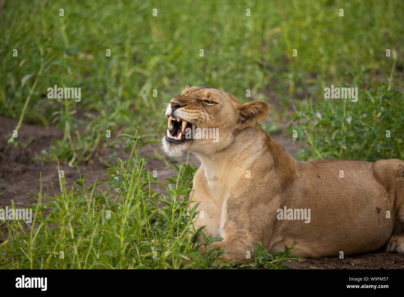 Lioness baring her teeth, Selous Game Reserve, Tanzania Stock Photo - Alamy