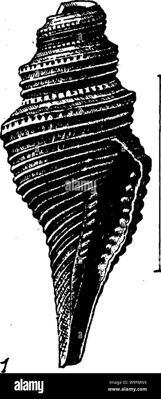 Archive image from page 54 of Key to the upper Devonian Stock Photo - Alamy