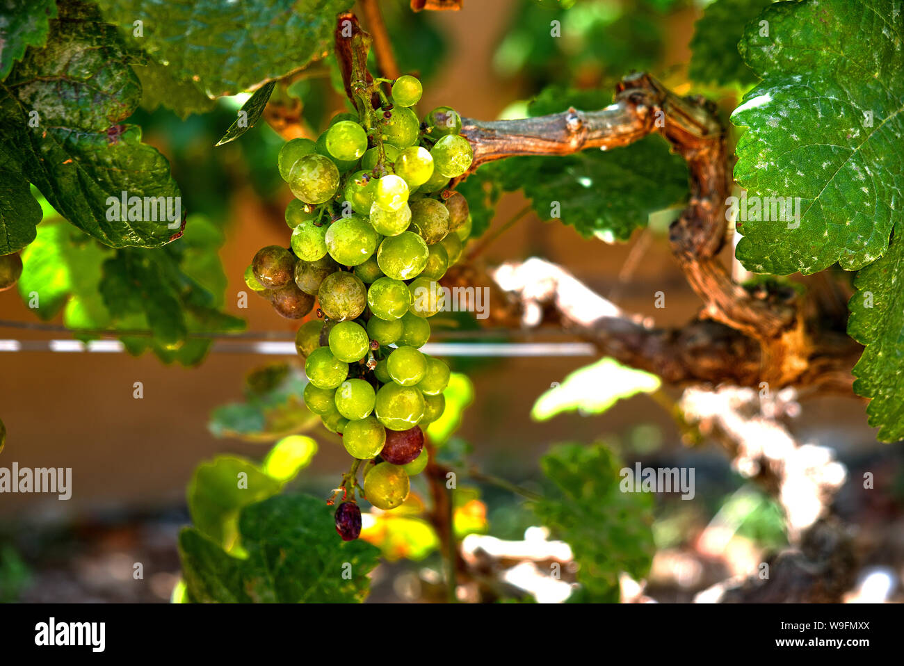 Wild Grape Vines Stock Photos & Wild Grape Vines Stock Images - Alamy