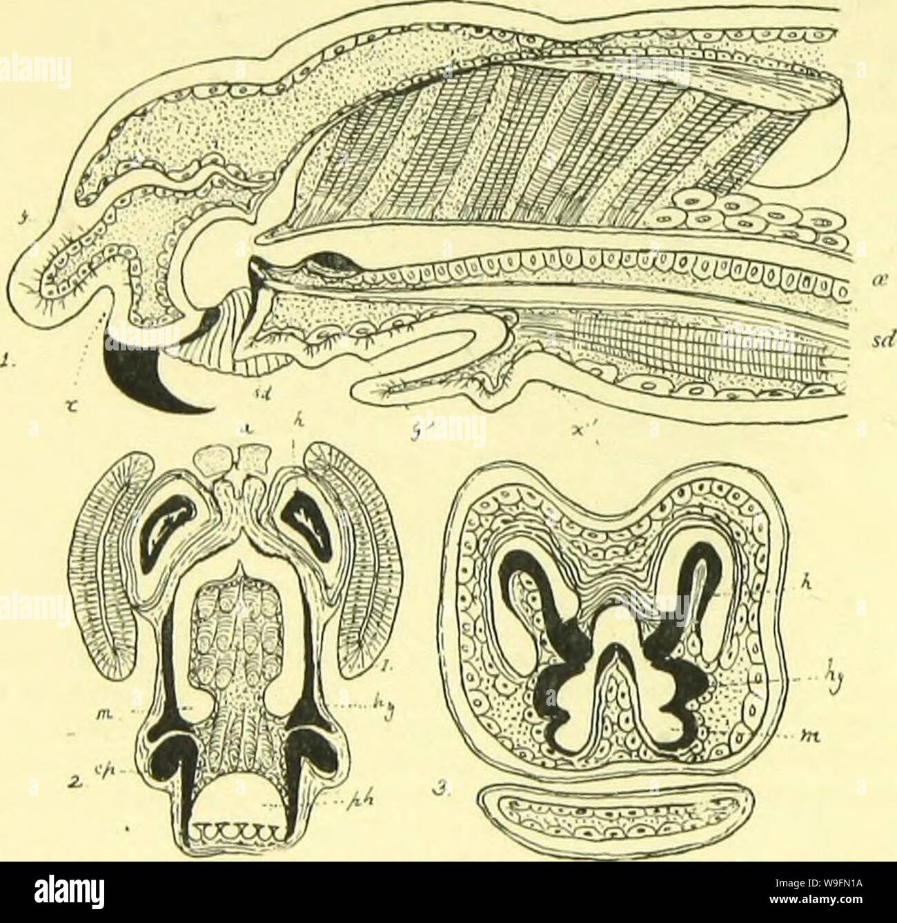 Pharynx drawing hi-res stock photography and images - Alamy