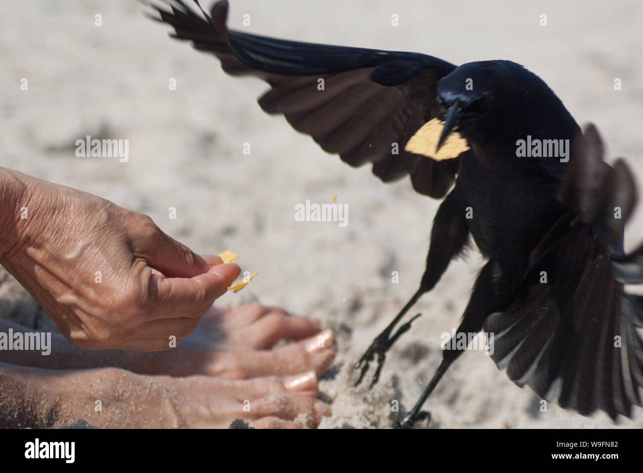 Bird Stealing a Snack, Florida Stock Photo - Alamy