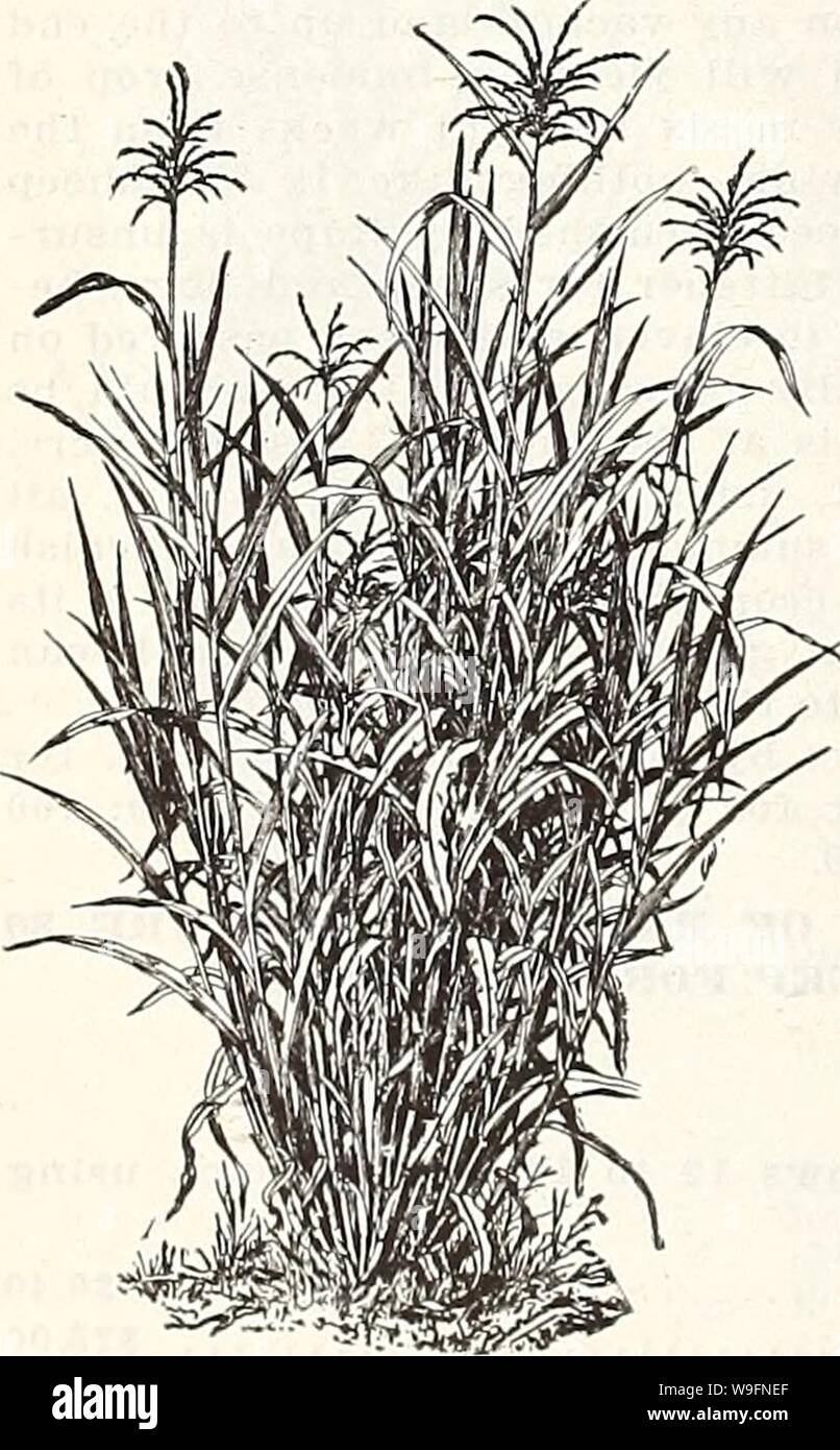 teosinte drawing