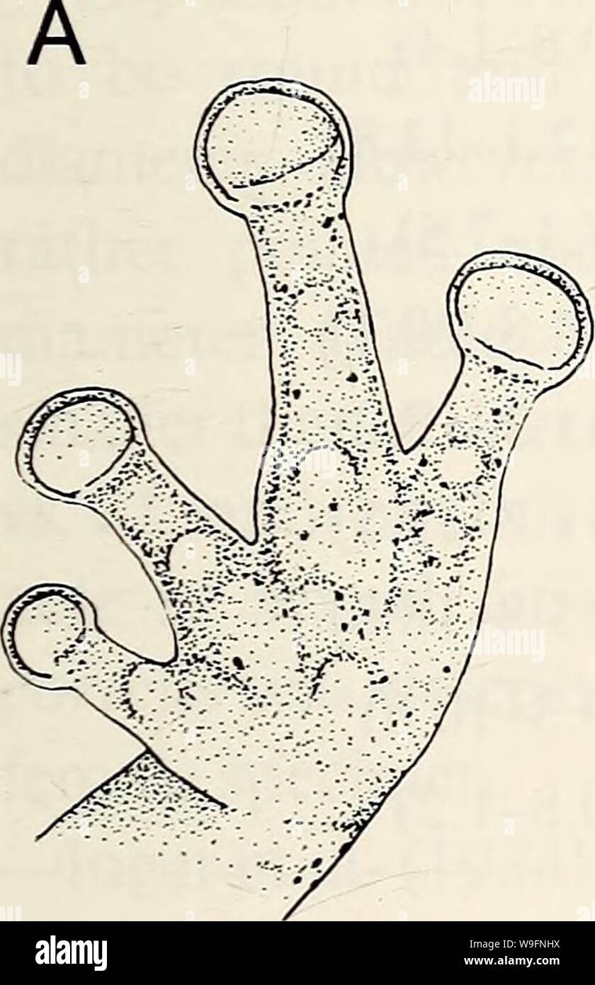 Archive image from page 58 of Current herpetology (2000 Stock Photo - Alamy