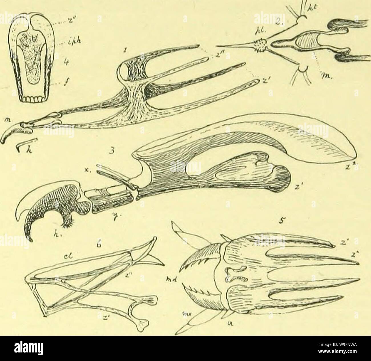 Pharynx drawing hi-res stock photography and images - Alamy