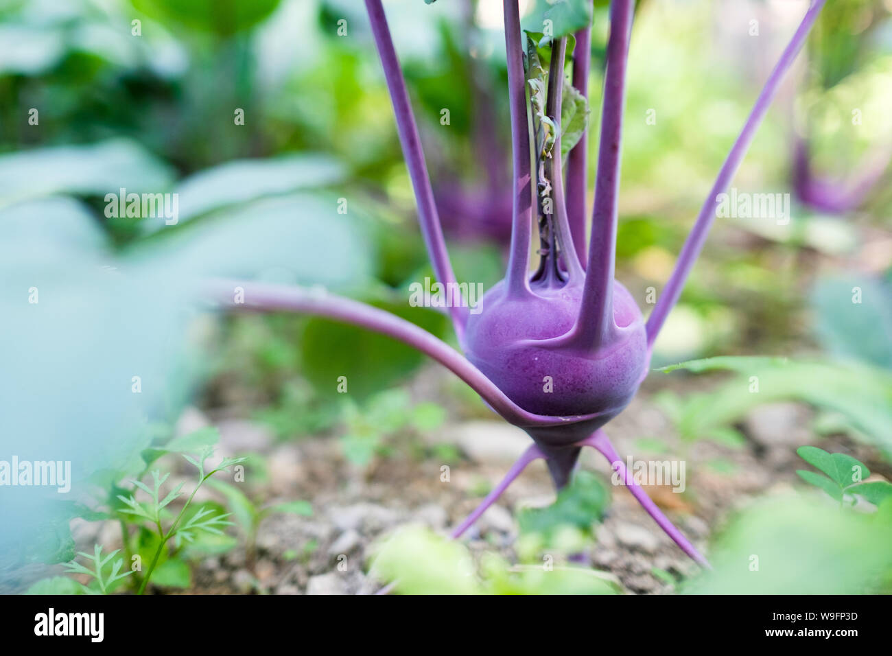 Kohlrabi plant hi-res stock photography and images - Alamy