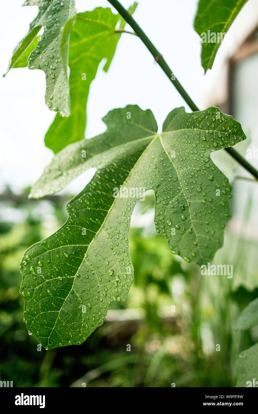 Watering A Fig Tree