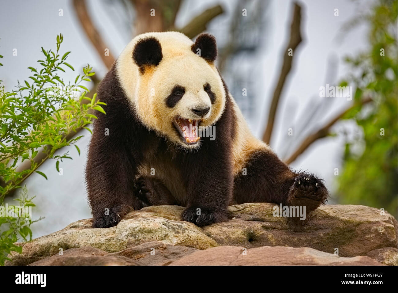Very animated Panda Stock Photo - Alamy