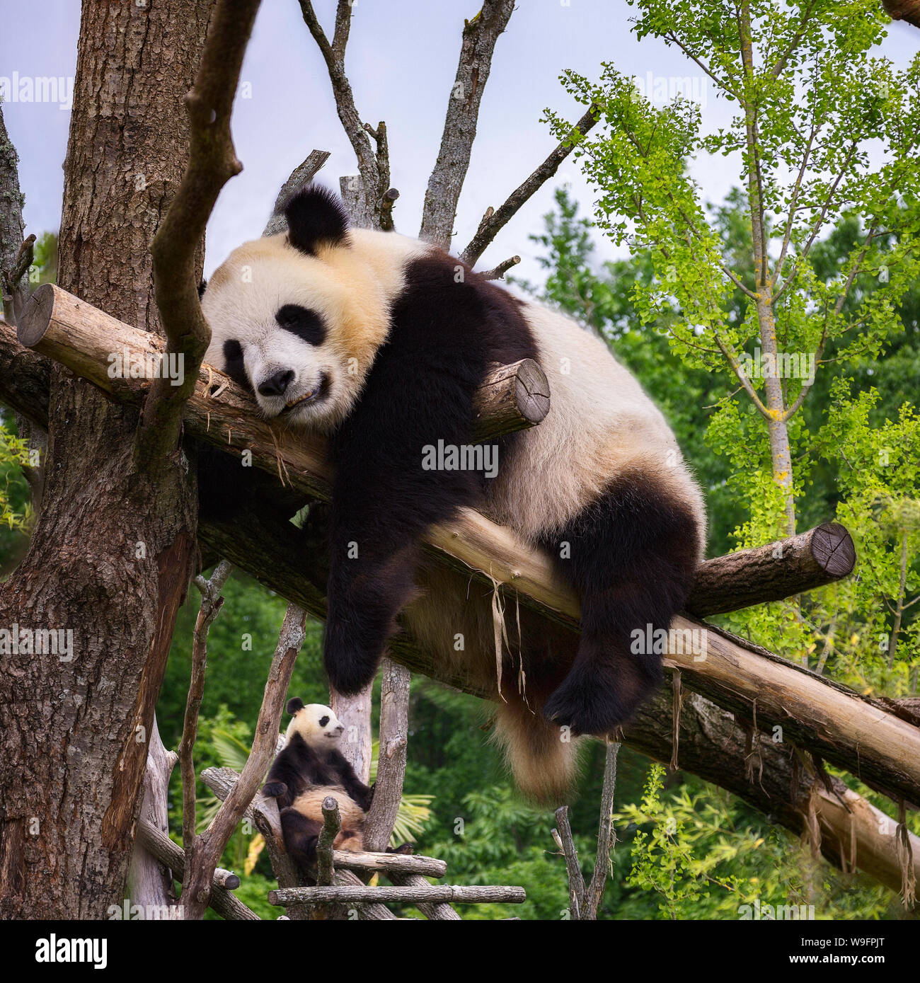 Tree top sleeping Pandas Stock Photo - Alamy