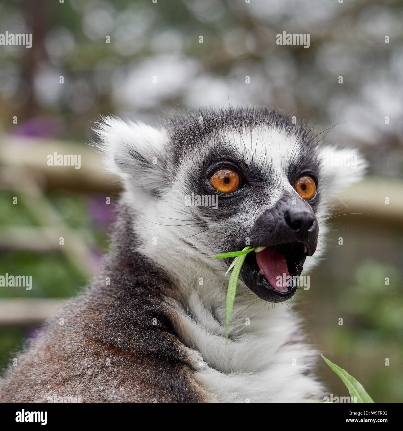 Ring tailed lemur mouth open hi-res stock photography and images - Alamy