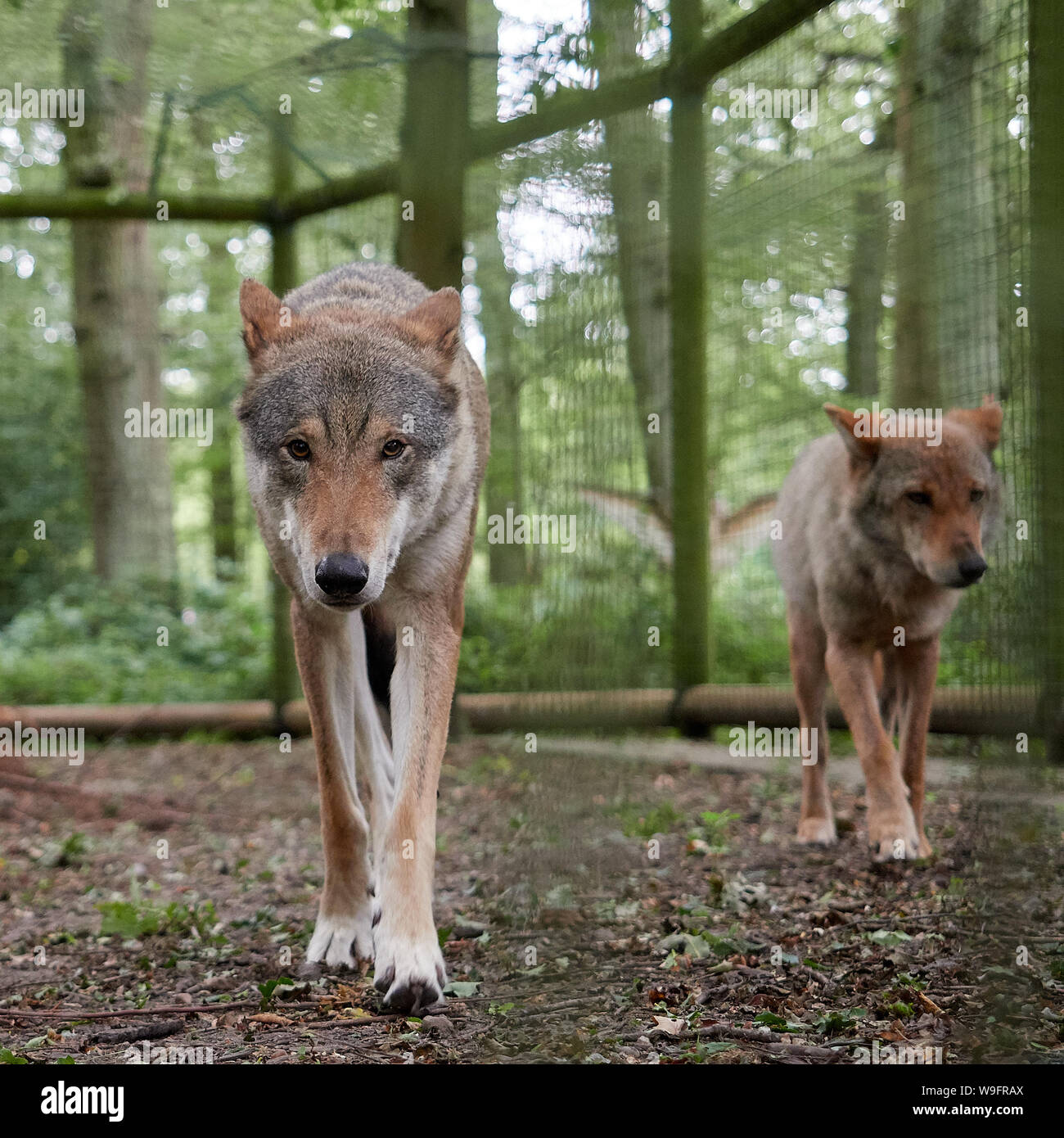 Grey Wolf - An adult pair of grey wolves walking straight towards ...