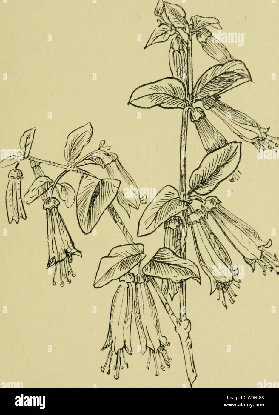 Correa flowers hi-res stock photography and images - Alamy