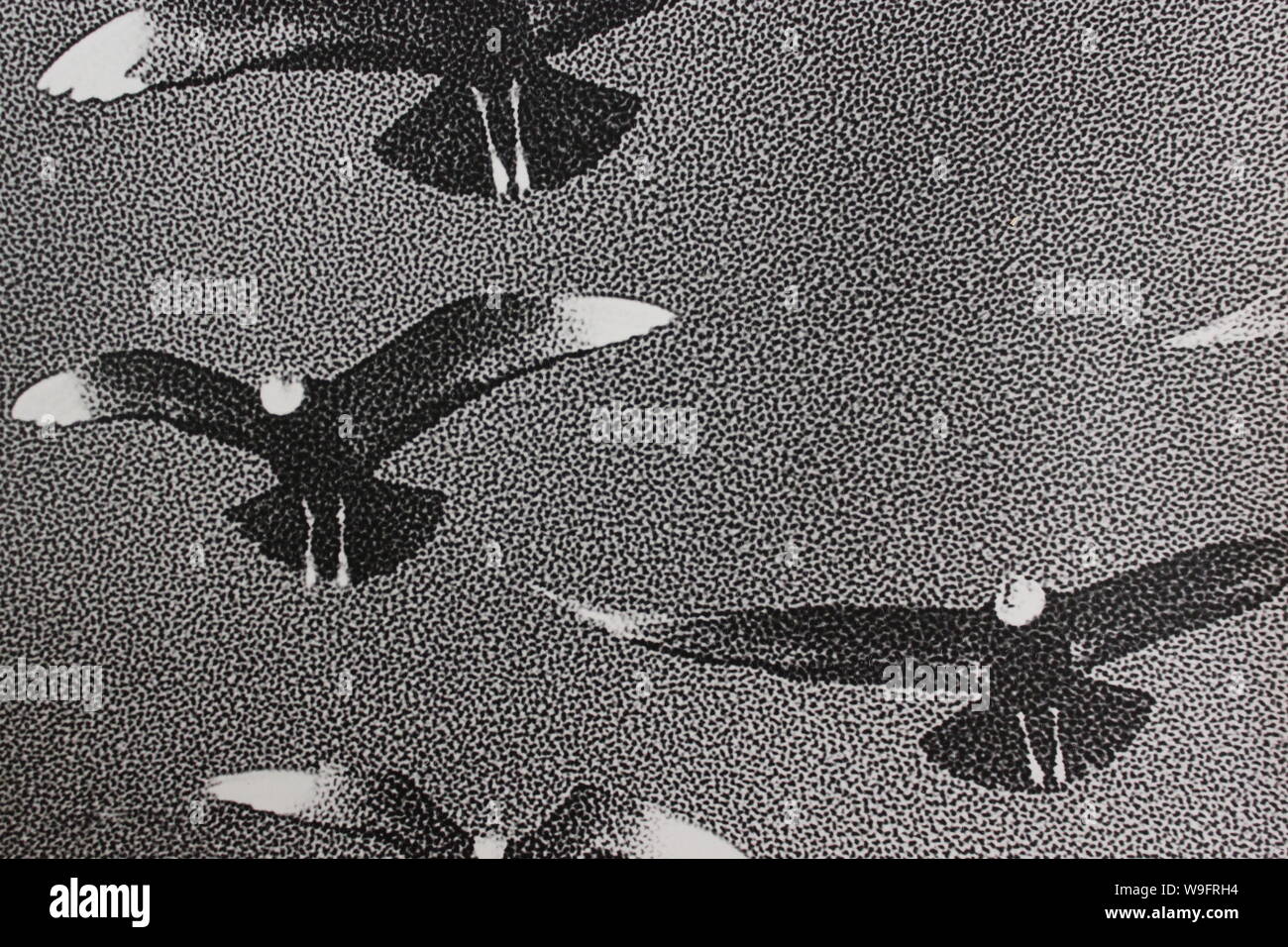 Fine black and white high contrast art photography from the 1970s of ...