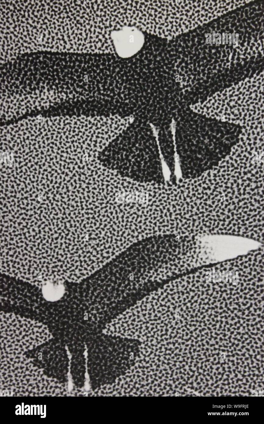 Fine black and white high contrast art photography from the 1970s of ...