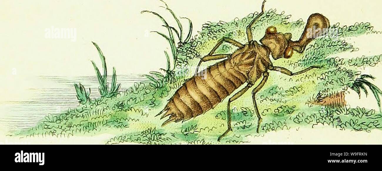 Archive image from page 65 of The natural history of British Stock ...
