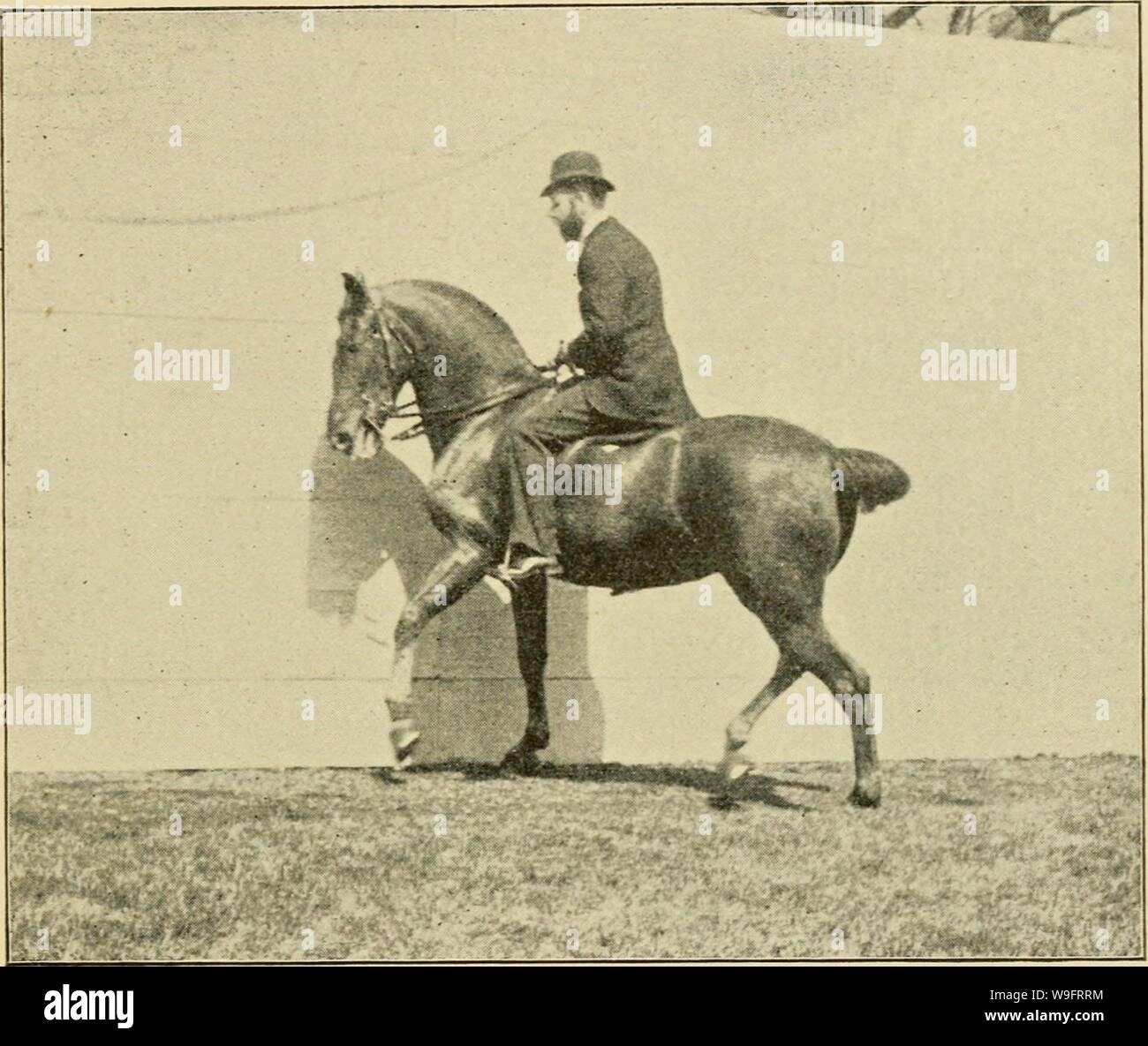 Renvers horse hi-res stock photography and images - Alamy