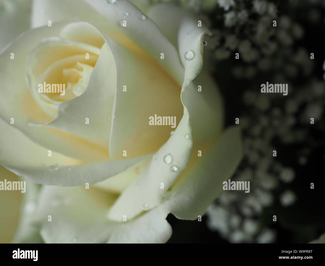 Close up beautiful cream rose hi-res stock photography and images - Alamy