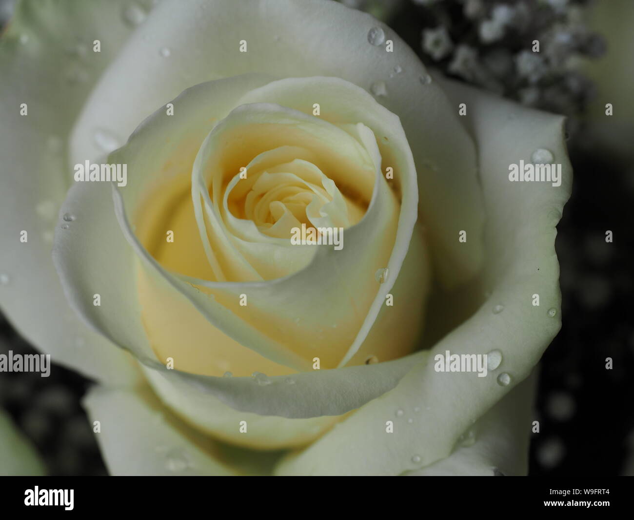 Perfect white rose close hi-res stock photography and images - Alamy
