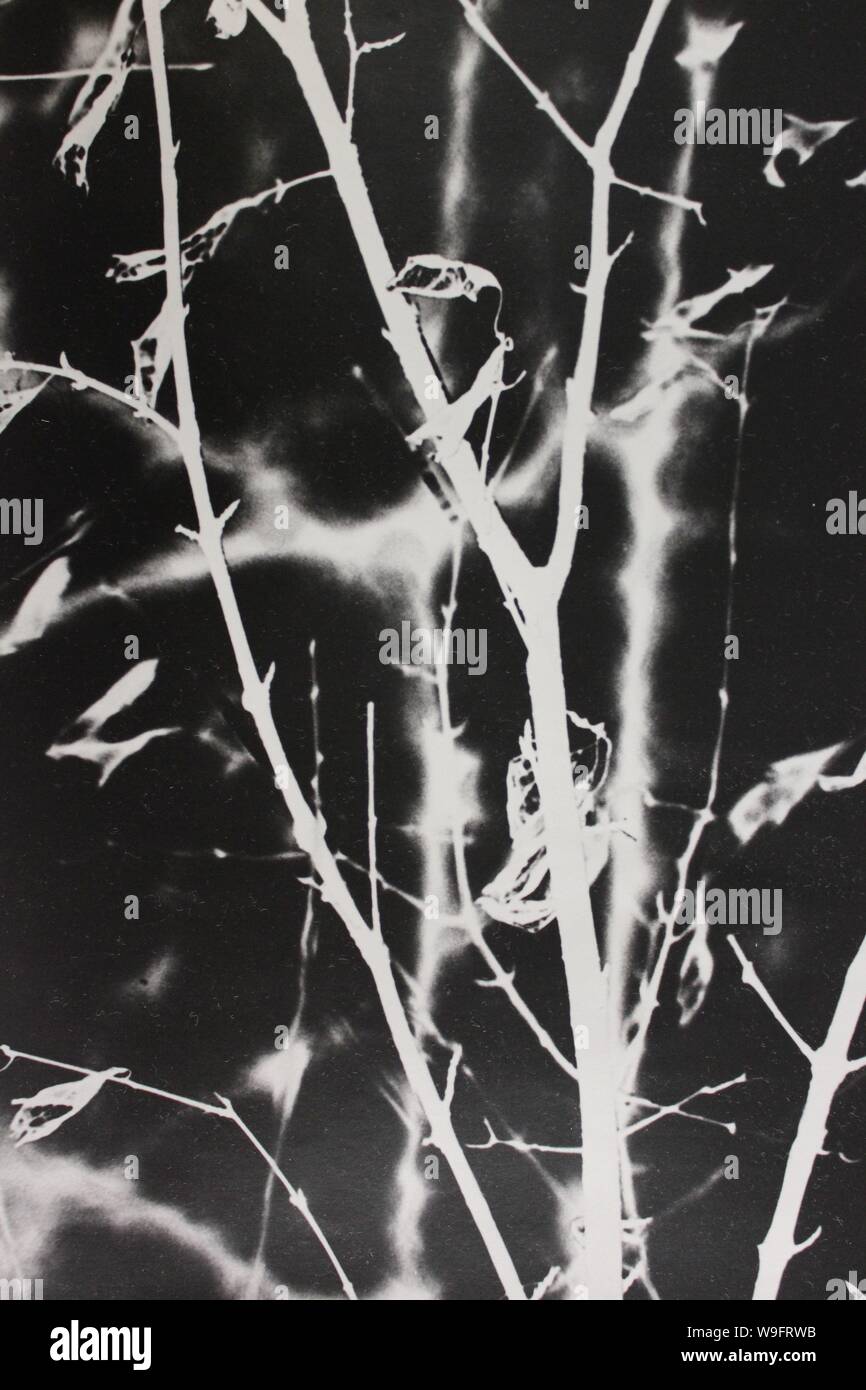 Fine black and white art photography from the 1970s abstract of trees ...