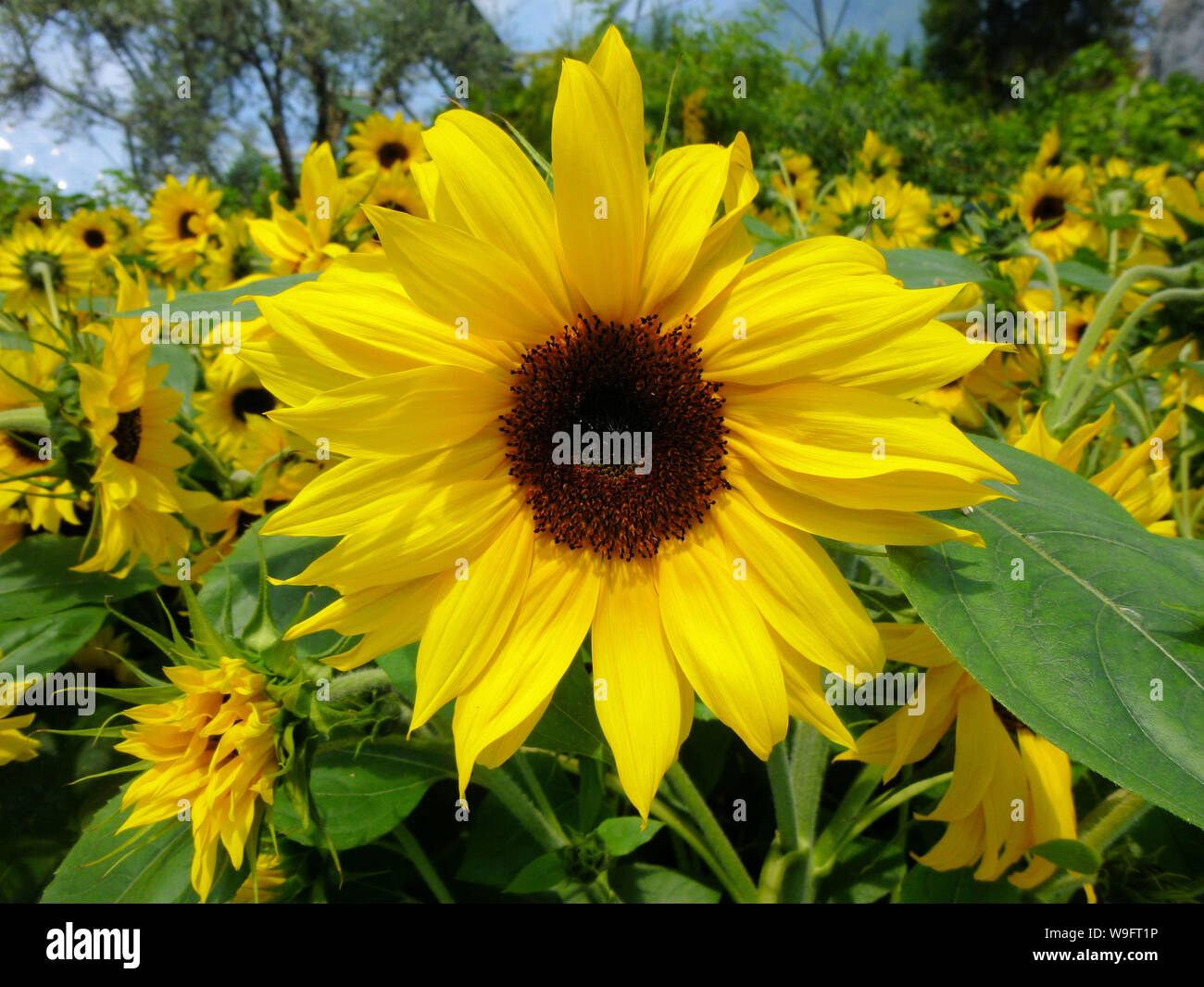Sunflower Yellow Close Up Stock Photo - Alamy