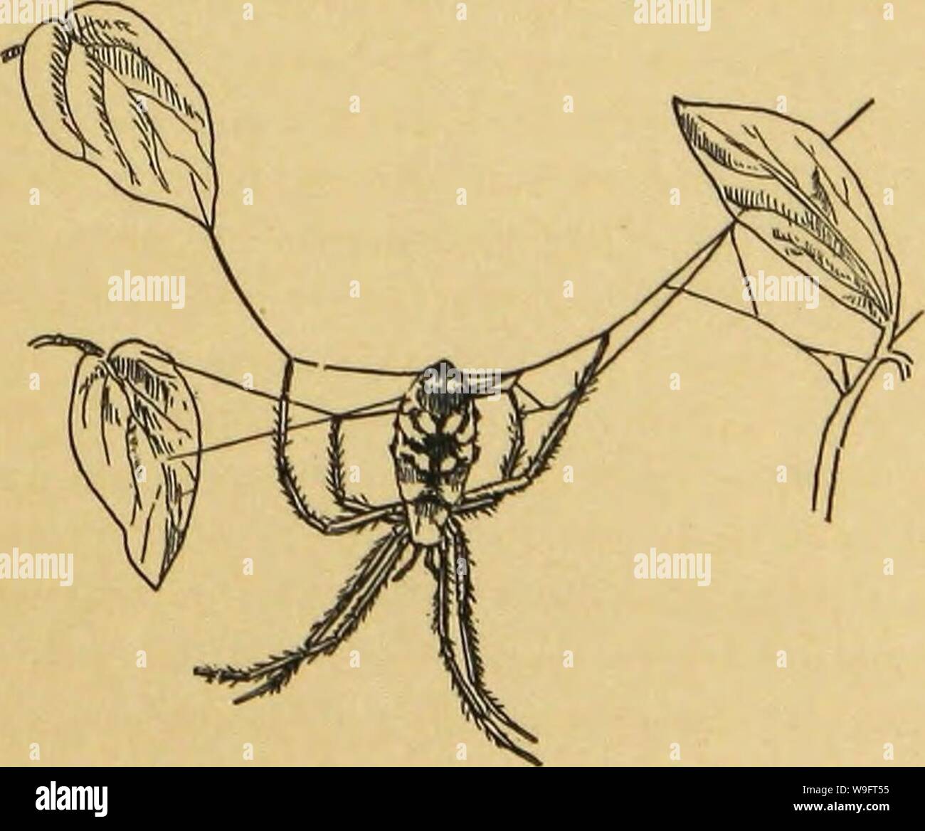 Archive image from page 68 of American spiders and their spinning ...