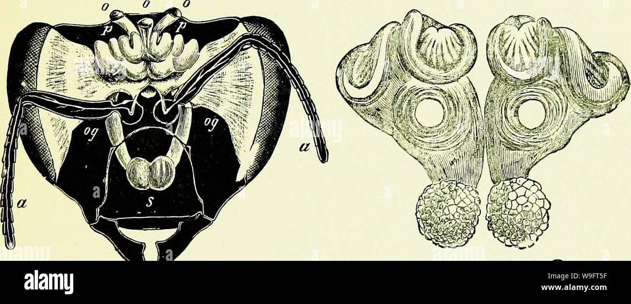 Gill covers hi-res stock photography and images - Alamy