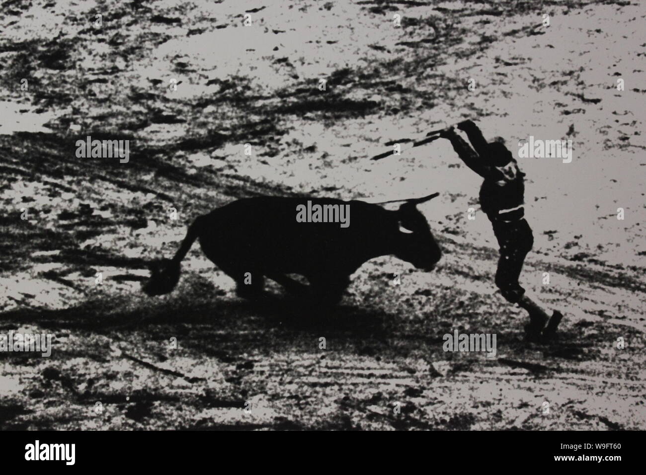 Fine black and white art photography from the 1970s of a bull fighter ...