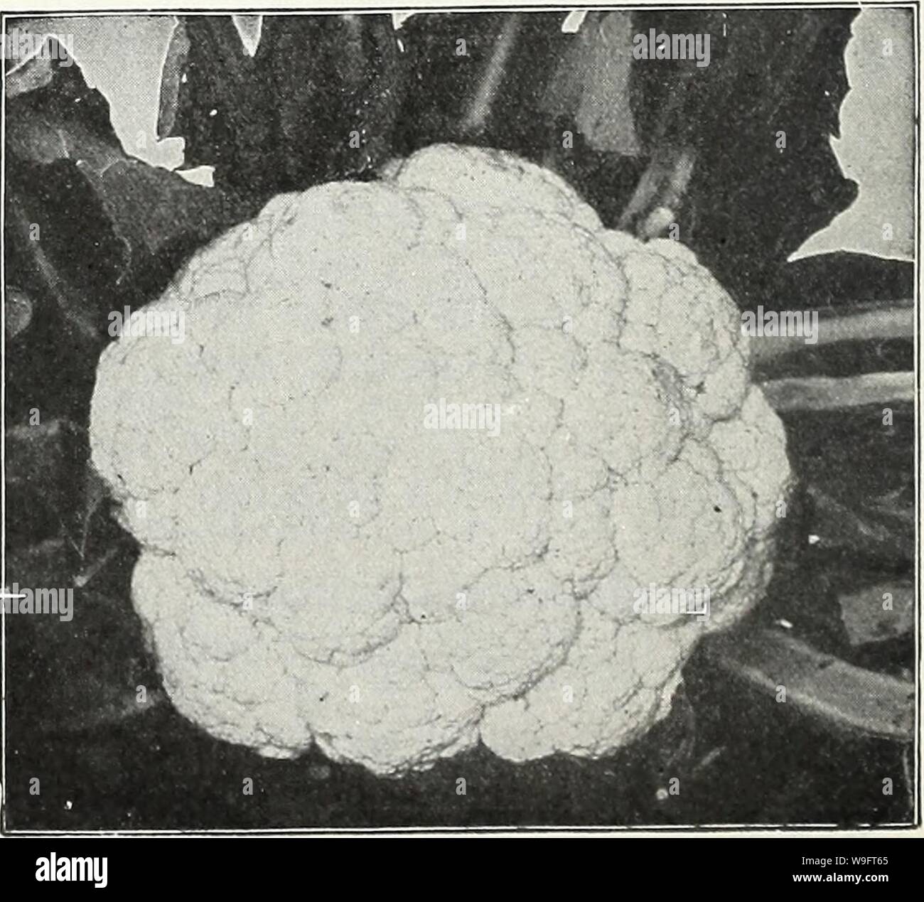 Extra large heads hi-res stock photography and images - Alamy