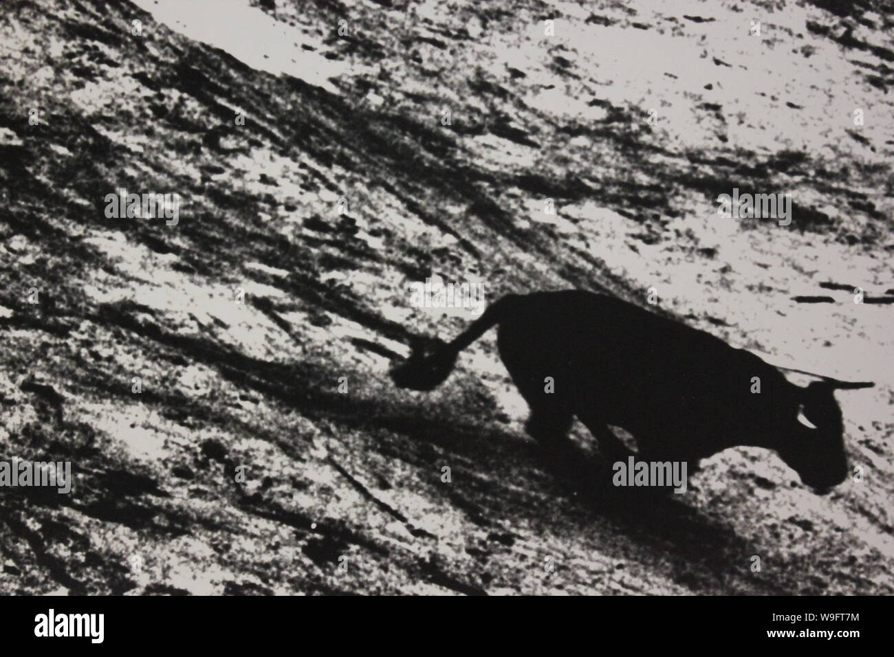 Fine black and white art photography from the 1970s of a bull fighter ...