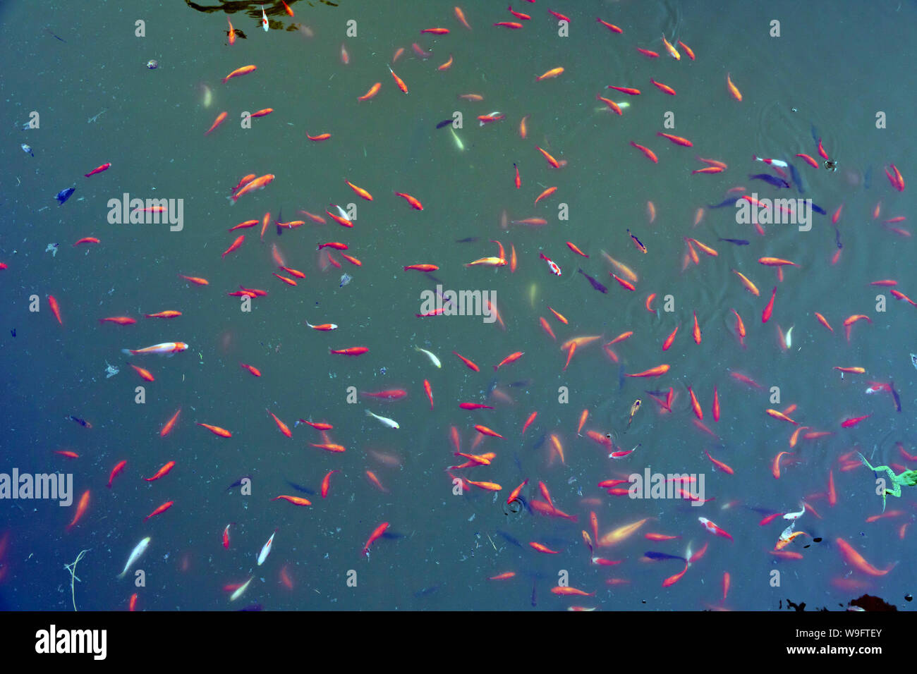 The red fish is a fish. Amazing beautiful vivid red-orange Colorful Koi ...