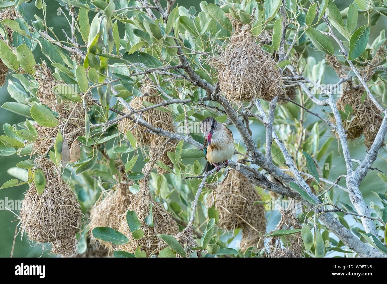 A Brown-hooded Kingfisher, Halcyon albiventris, between birds nests on ...