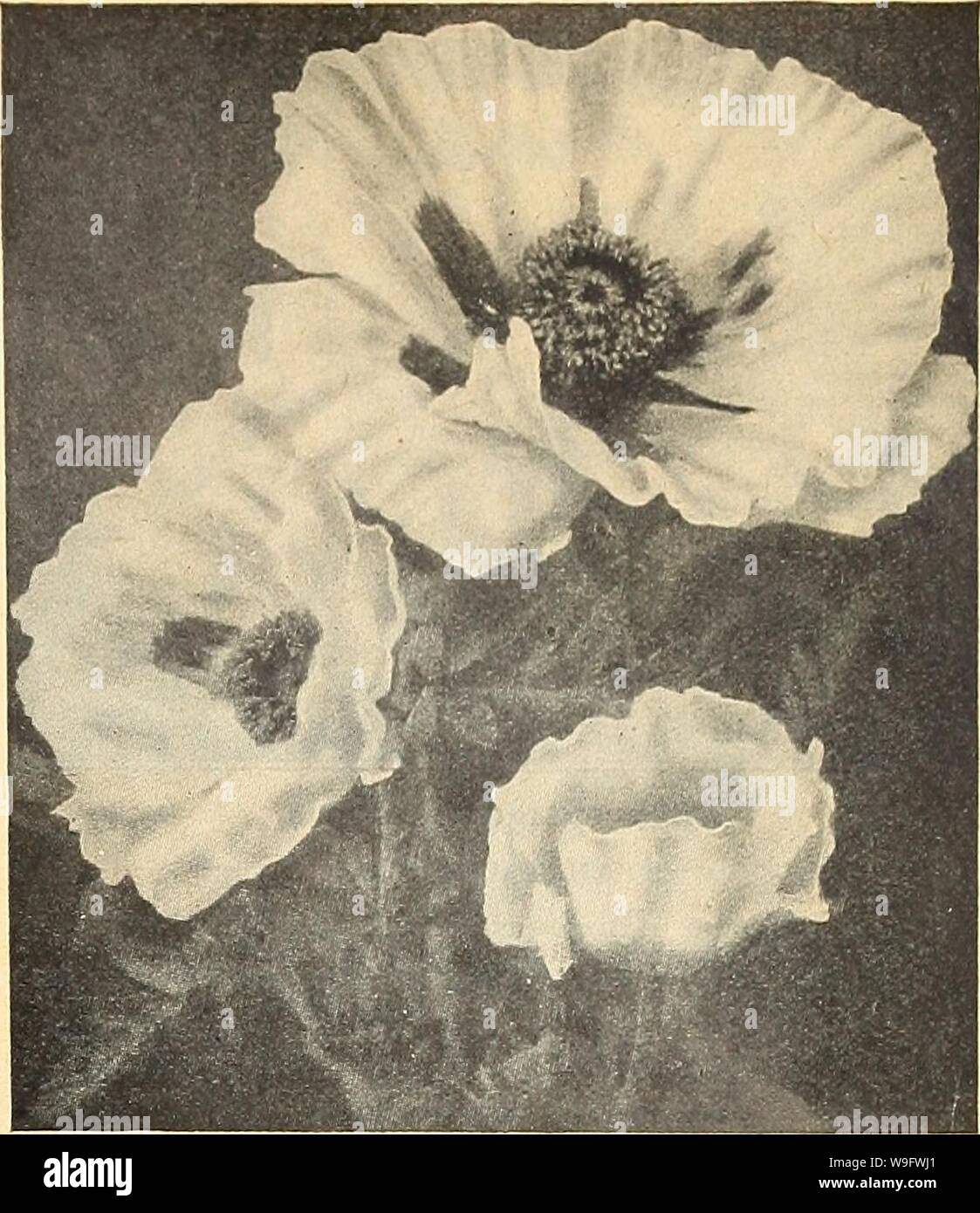 Flanders poppy 1923 hi-res stock photography and images - Alamy