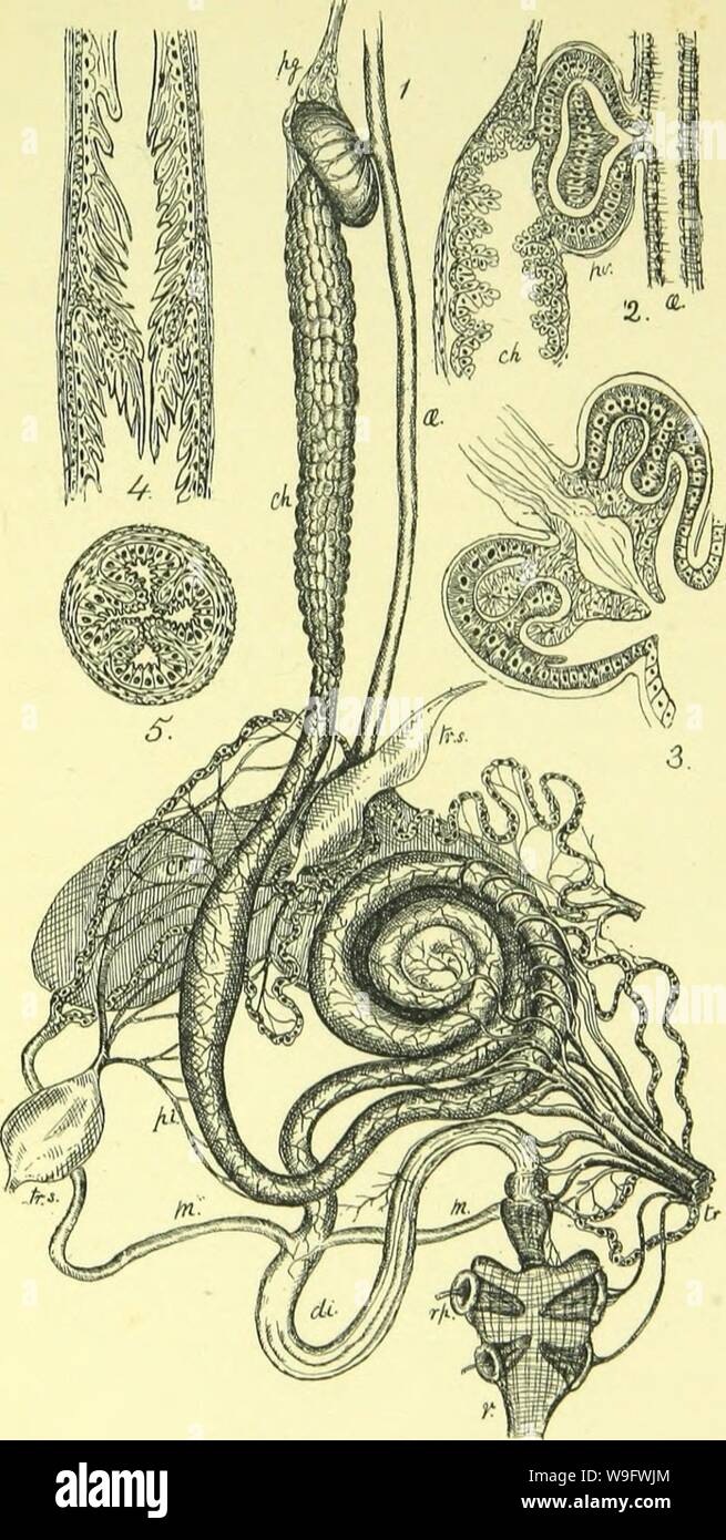 Archive image from page 74 of The anatomy, physiology, morphology and ...