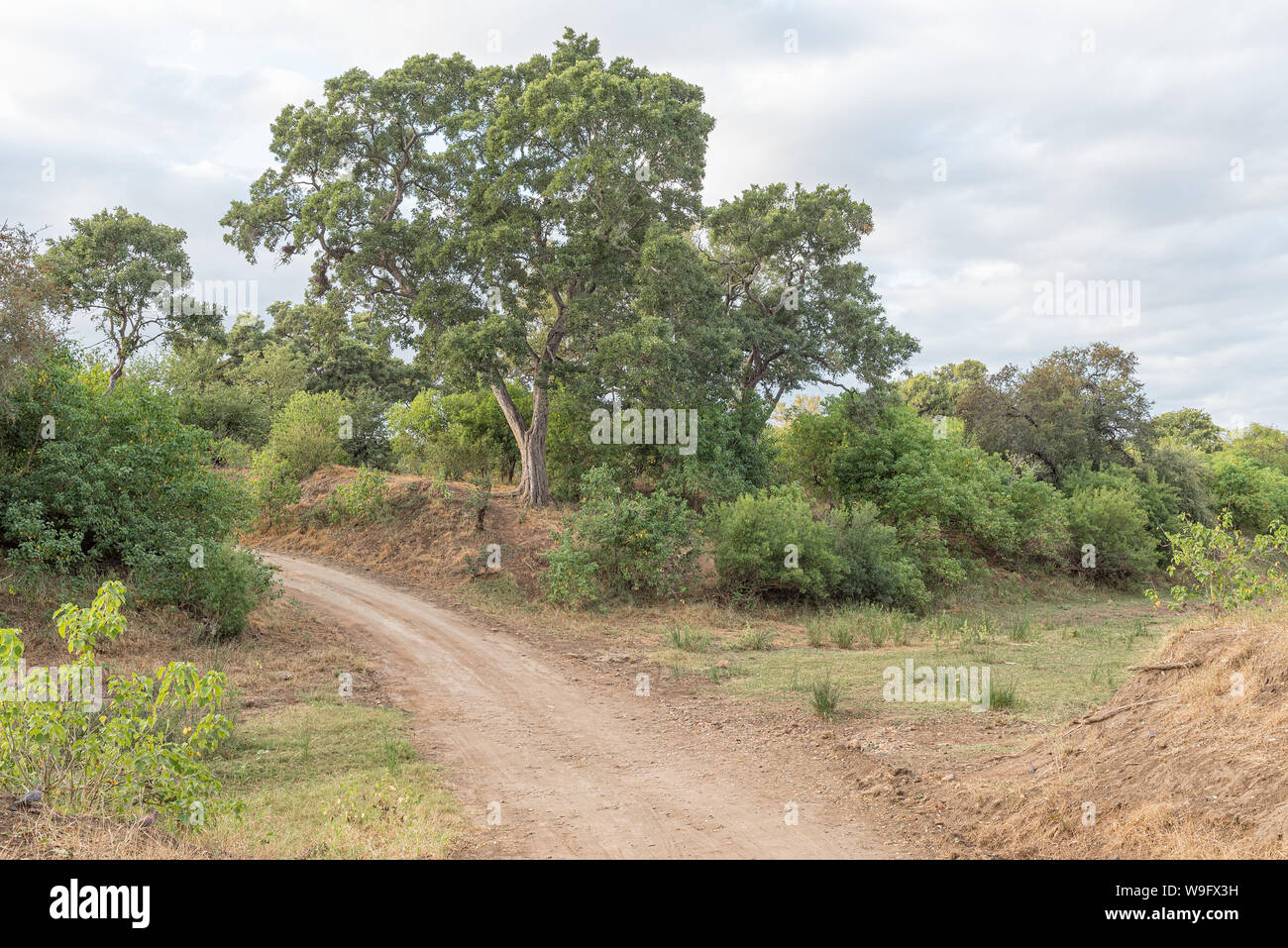 A road landscape with trees and a dry river near Letaba Stock Photo - Alamy