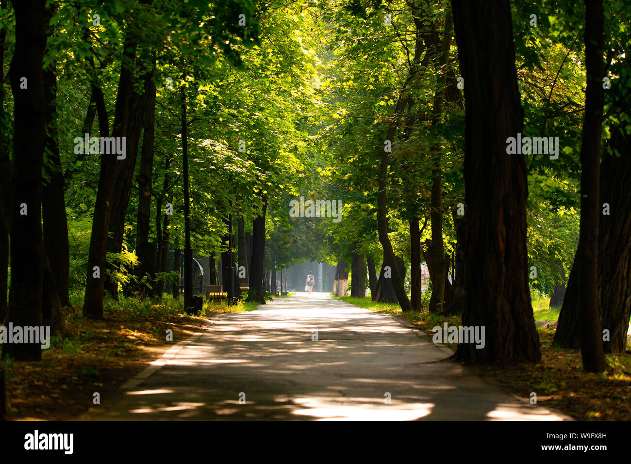 Walkway Lane Path With Green Trees in city park. Beautiful Alley In ...