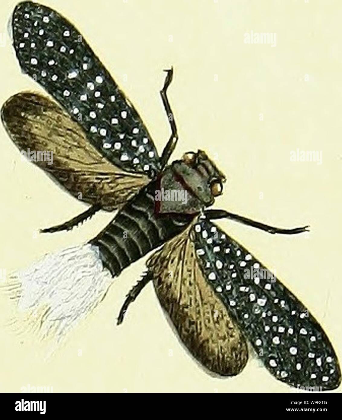 Archive image from page 80 of Natural history of the insects. Natural ...