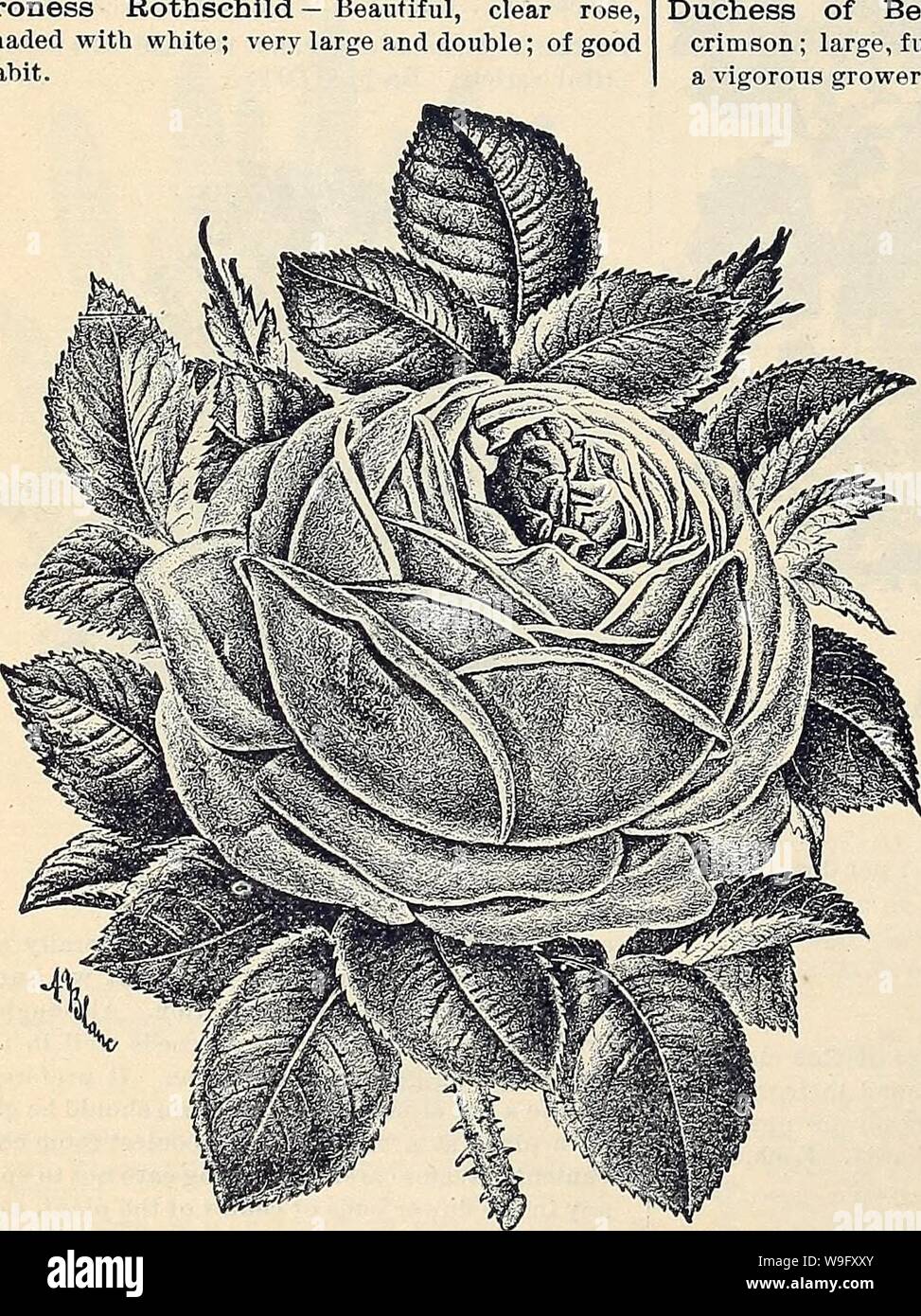 Globular shape hi-res stock photography and images - Alamy