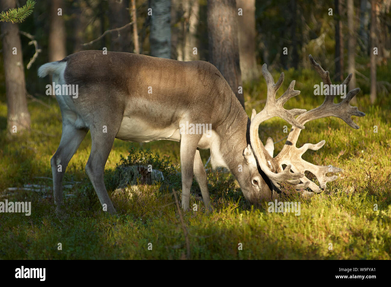 Finnish forest reindeer hi-res stock photography and images - Alamy